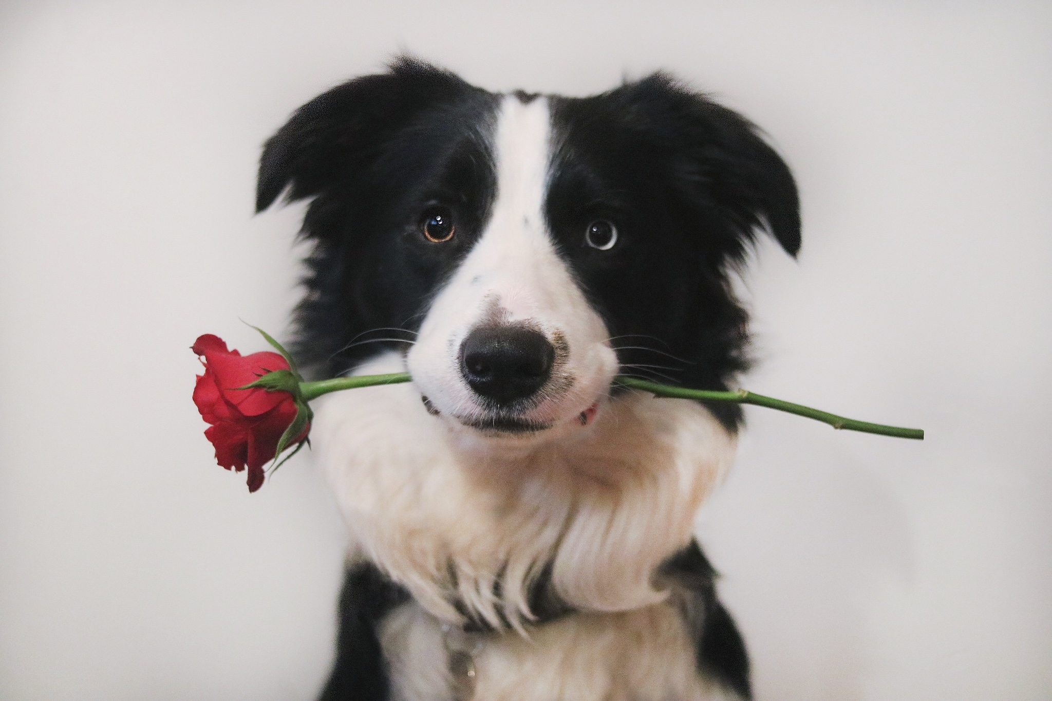 PANTOMIME - ITS A DOG'S LIFE - Leeds Guide